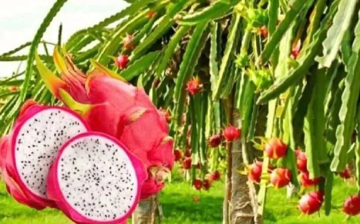 ड्रैगन फूड के सेवन से कई बीमारियां होती हैं जड़ से खत्म, जाने इस ...